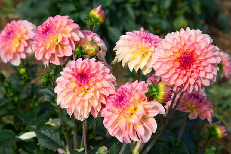 27 Vibrant Mexican Flowers for a Lively Garden