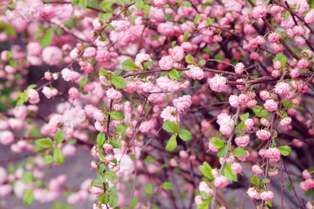20 Stunning Pink-Flowering Trees to Beautify Your Garden