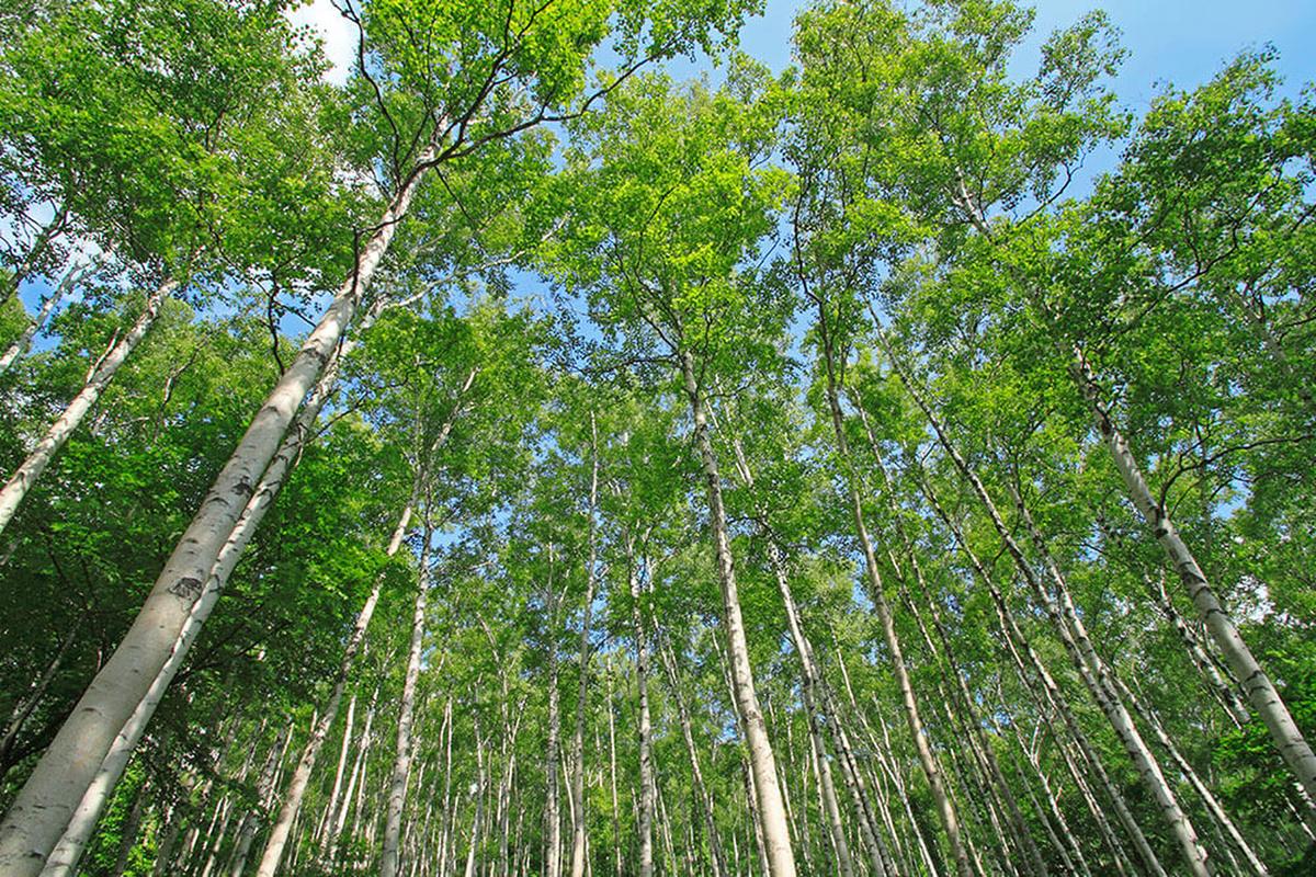 11 Stunning Birch Tree Varieties for Your Landscape
