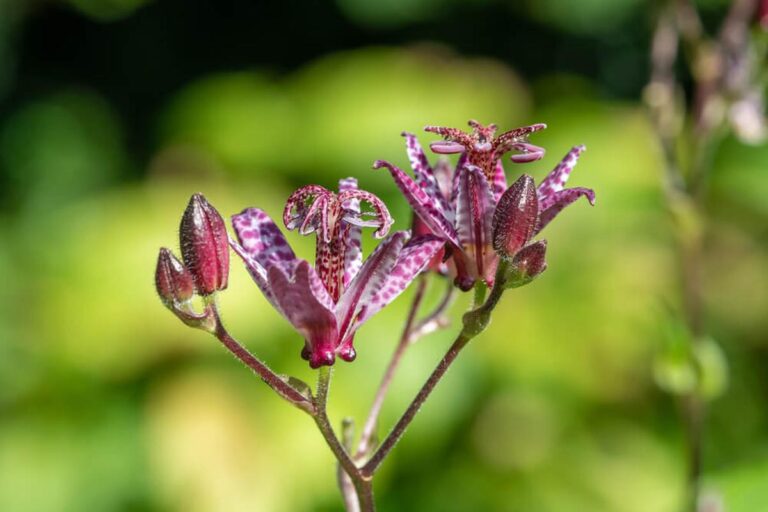 25 Gorgeous Plants for Stunning Full Shade Gardens