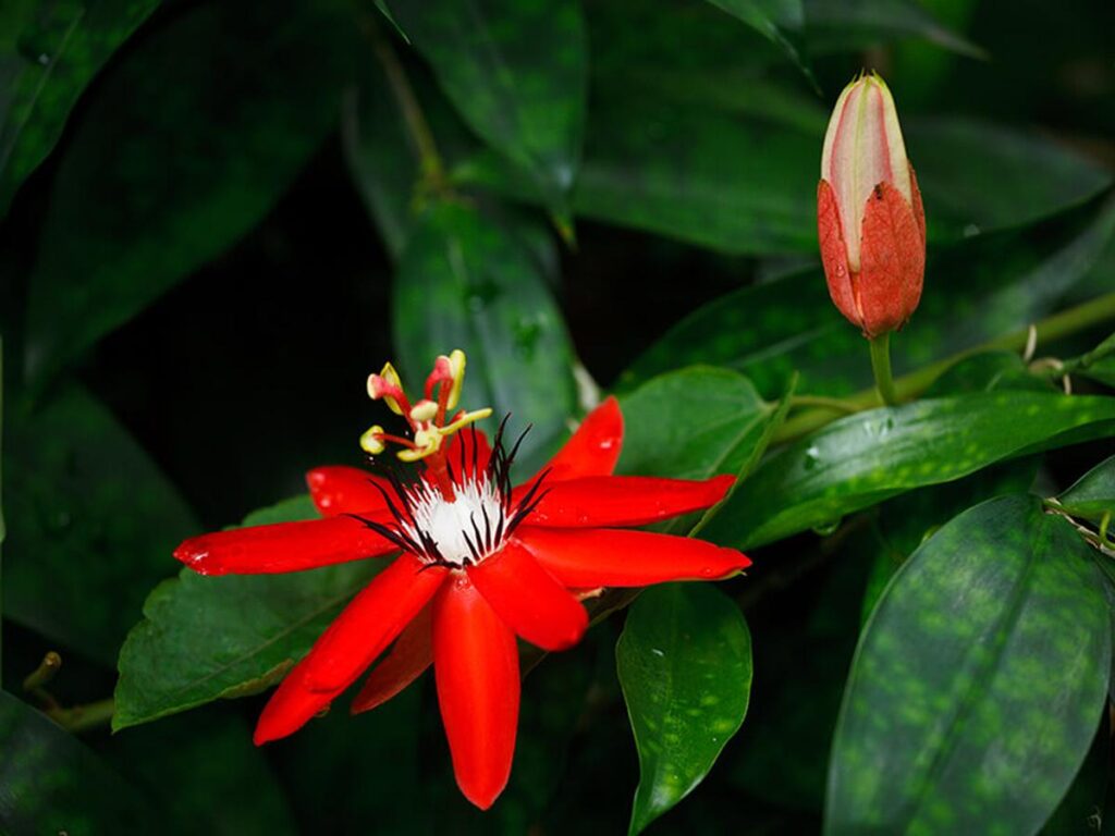 25 Eye-Catching Red Flowers to Brighten Your Garden