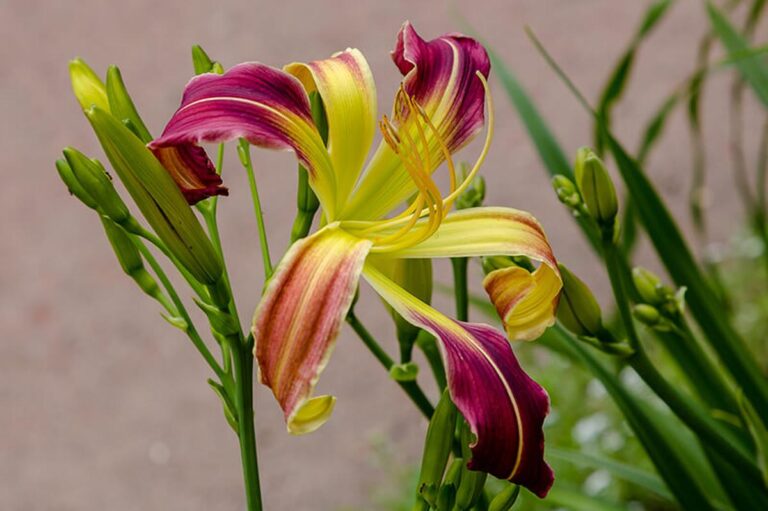 22 Stunning Types of Green Flowers for a Unique Garden