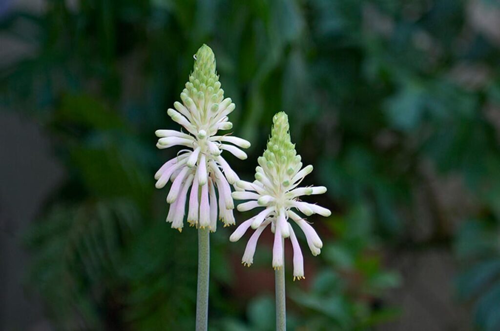 27 Exotic Tropical Flowers to Brighten Your Garden