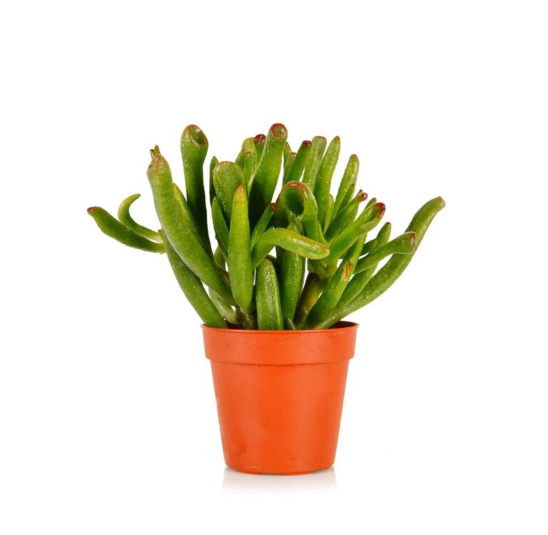 13 Exotic Jade Plant Varieties You Need to Know