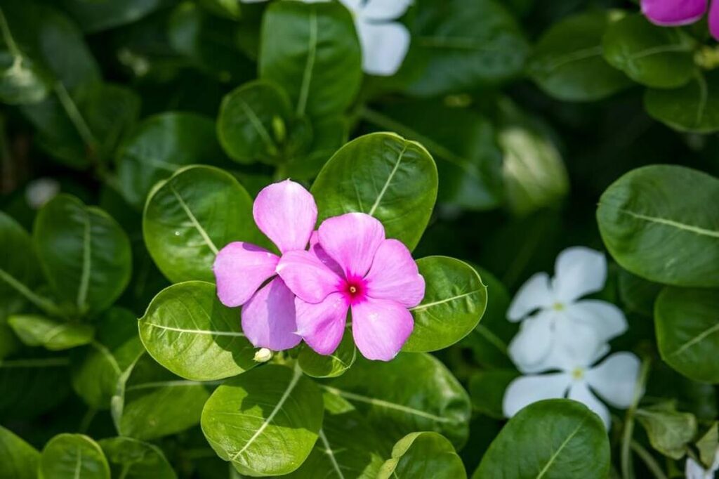 24 Perennial Flowering Vines for Effortless Climbing Beauty