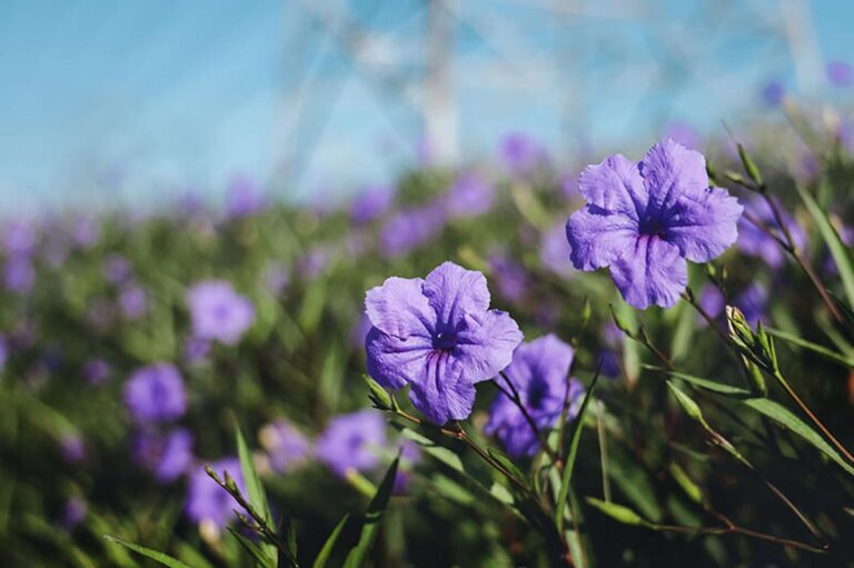 27 Vibrant Mexican Flowers for a Lively Garden