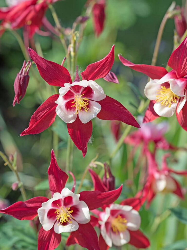 25 Eye-Catching Red Flowers to Brighten Your Garden