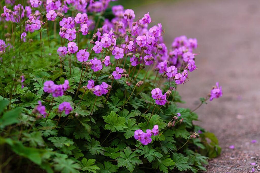 27 Eye-Catching Spring Flowers for Outdoor Beauty