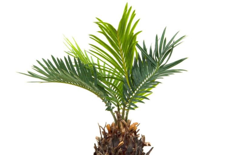 40 Types of Palm Trees for a Lush Tropical Ambiance