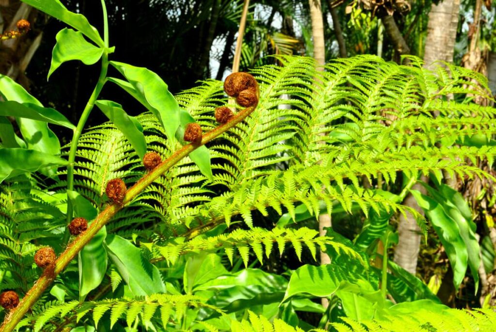 21 Types of Fern with Fabulous Foliage for Indoors and Out
