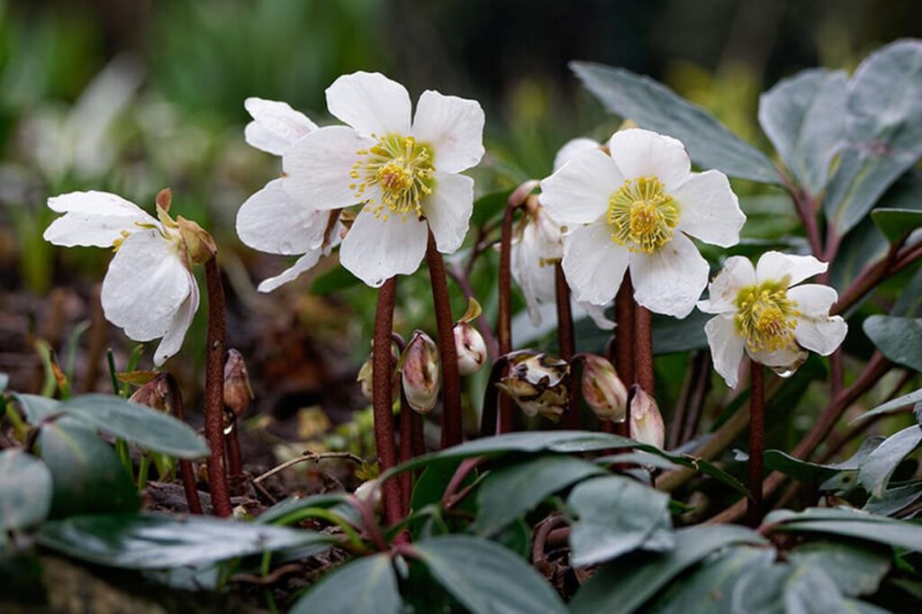 27 Festive Easter Flowers to Brighten Your Garden for the Holiday