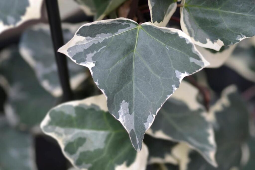 16 Amazing Types of Ivy to Adorn Your Living Spaces