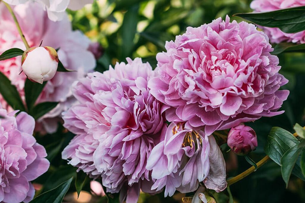 27 Cute Flowers to Lift Your Garden's Spirit