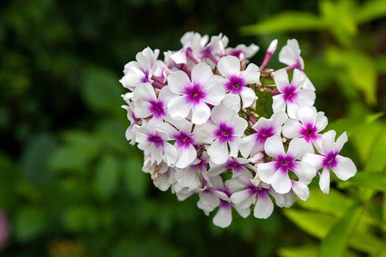 27 Gorgeous White Flowers to Add Elegance to Your Garden