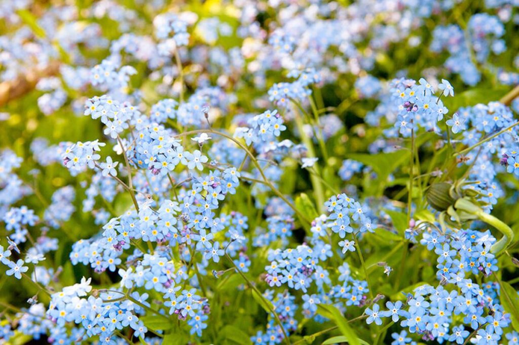 27 Enchanting Blue Flowers to Add Elegance and Charm to Your Garden