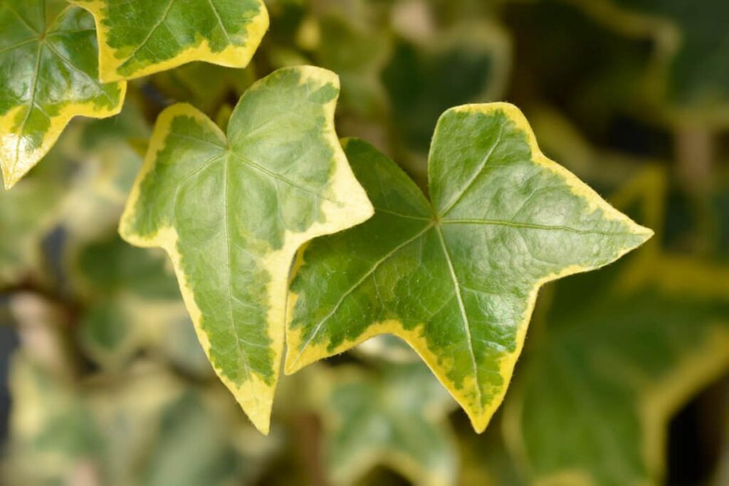 16 Amazing Types of Ivy to Adorn Your Living Spaces
