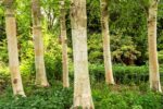 11 Stunning Birch Tree Varieties for Your Landscape