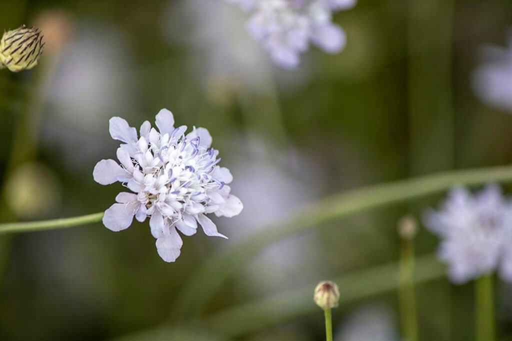 27 Gorgeous White Flowers to Add Elegance to Your Garden