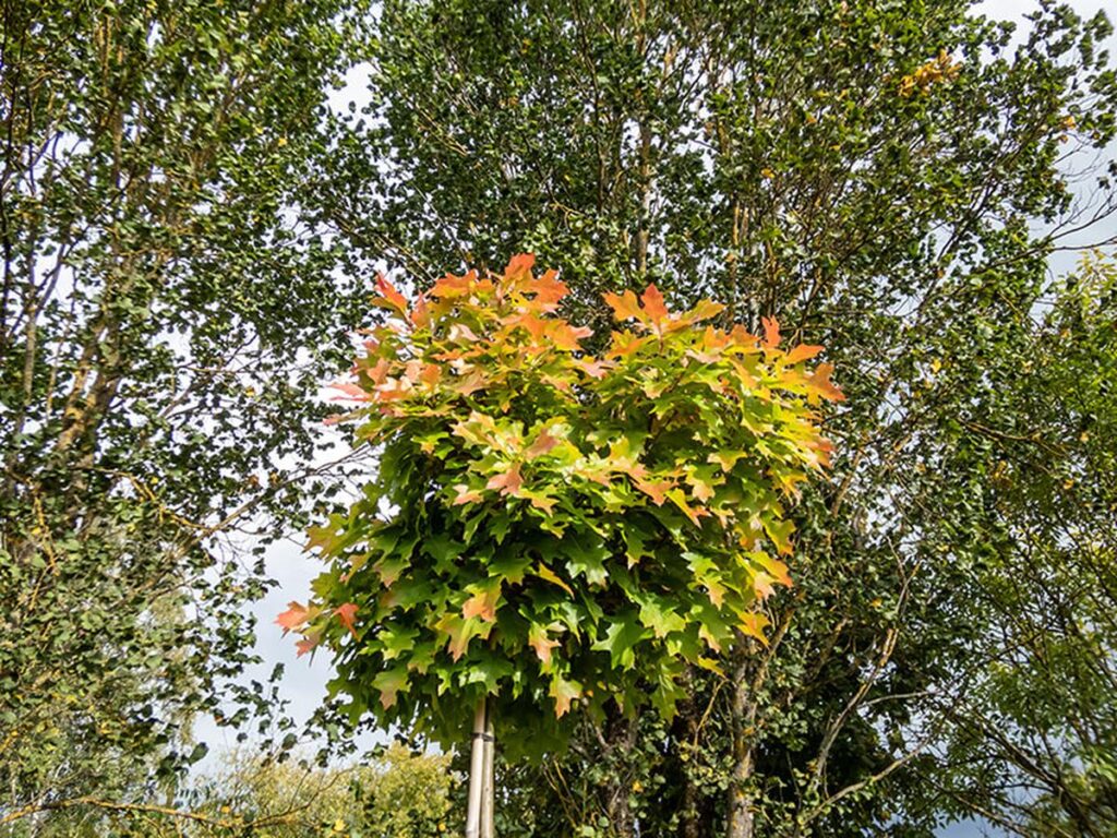 27 Magnificent Types of Oak Trees for a Majestic Landscape