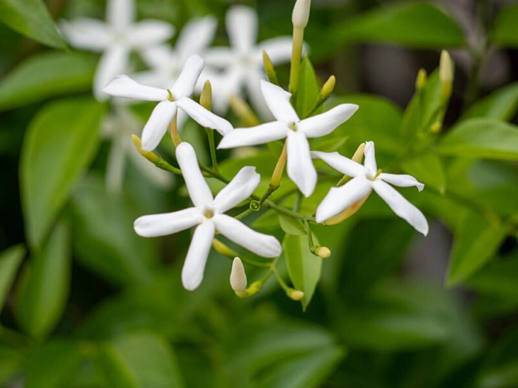 27 Unique Flowers for a Garden That Makes You Smile