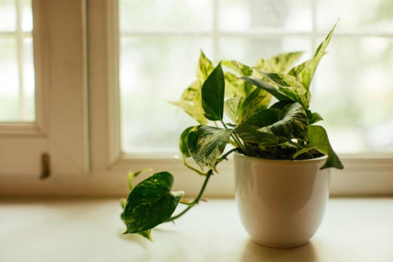 16 Amazing Types of Ivy to Adorn Your Living Spaces