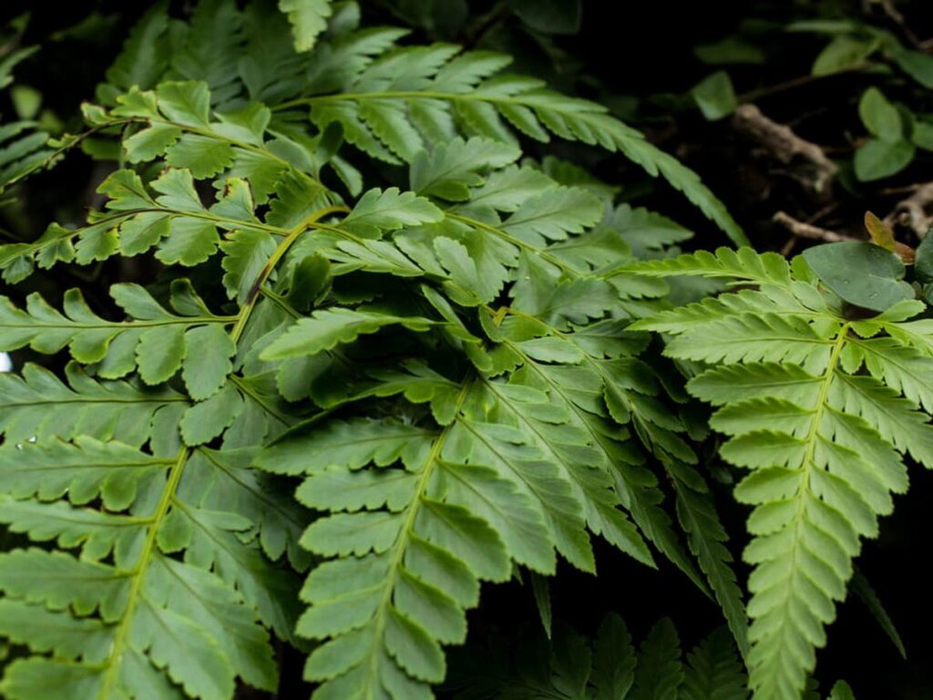 21 Types of Fern with Fabulous Foliage for Indoors and Out