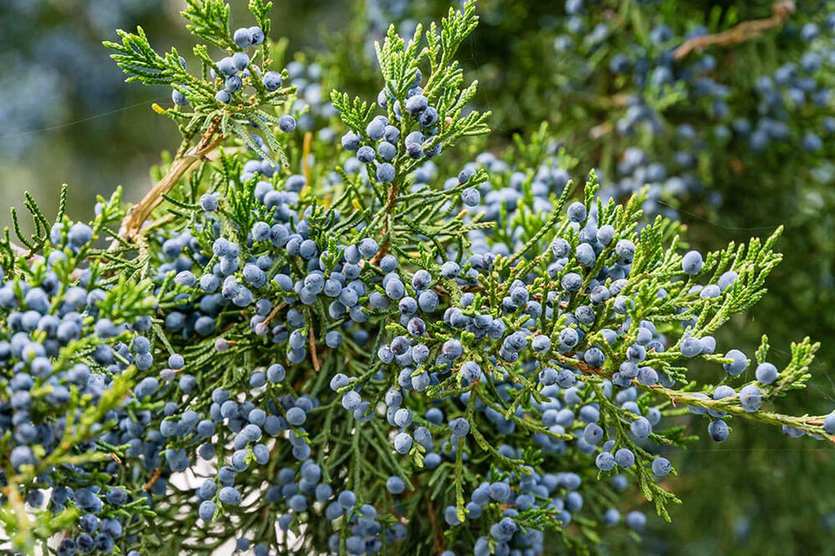 13 Best Cedar Trees to Enhance Your Outdoor Space