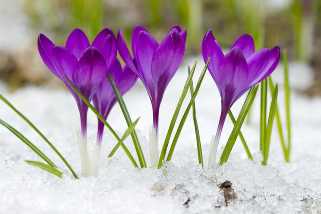 27 Charming Small-Flowered Plants to Brighten Your Garden