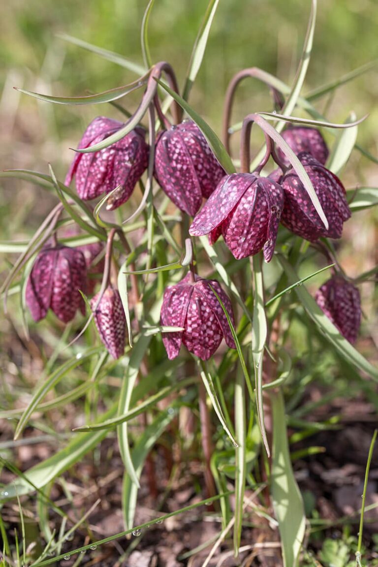 27 Unique Flowers for a Garden That Makes You Smile