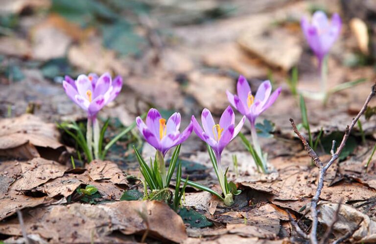 27 Radiant Rainbow Flowers to Brighten Your Garden
