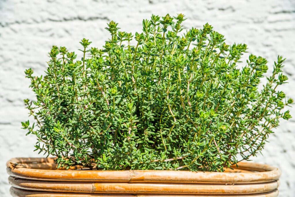 27 Charming Small-Flowered Plants to Brighten Your Garden