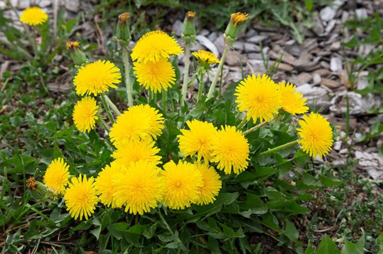 27 Stunning Yellow Flowers to Cheer Up Your Yard