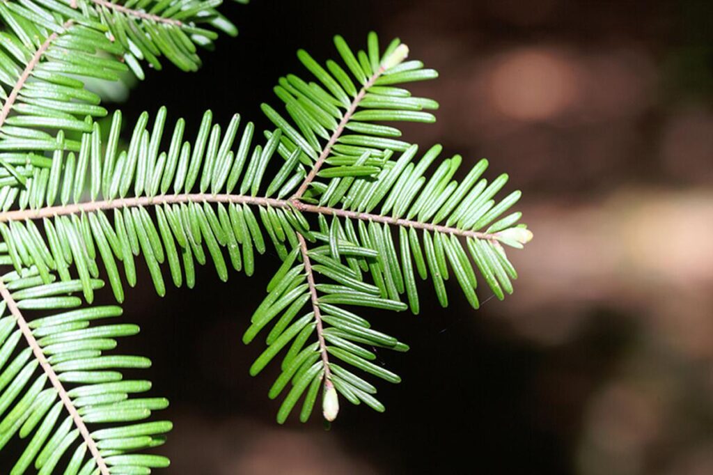 28 Top Types of Evergreen Trees