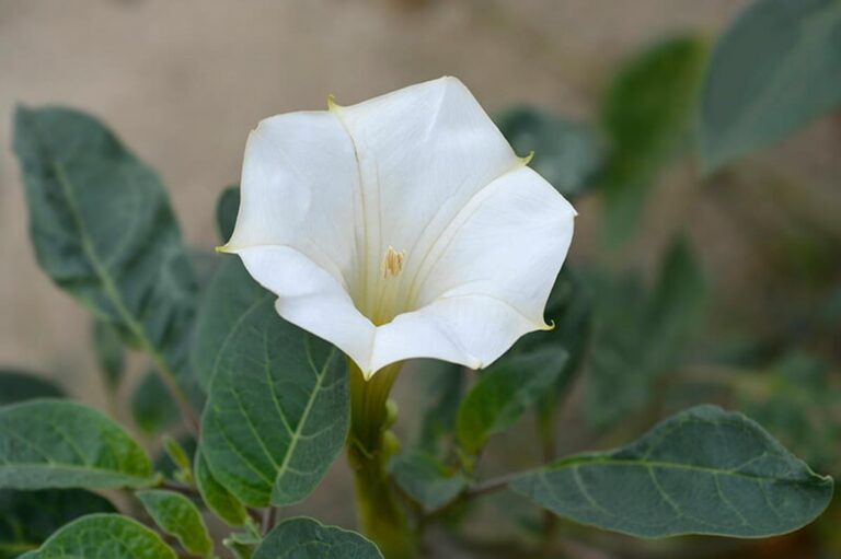 27 Vibrant Mexican Flowers for a Lively Garden