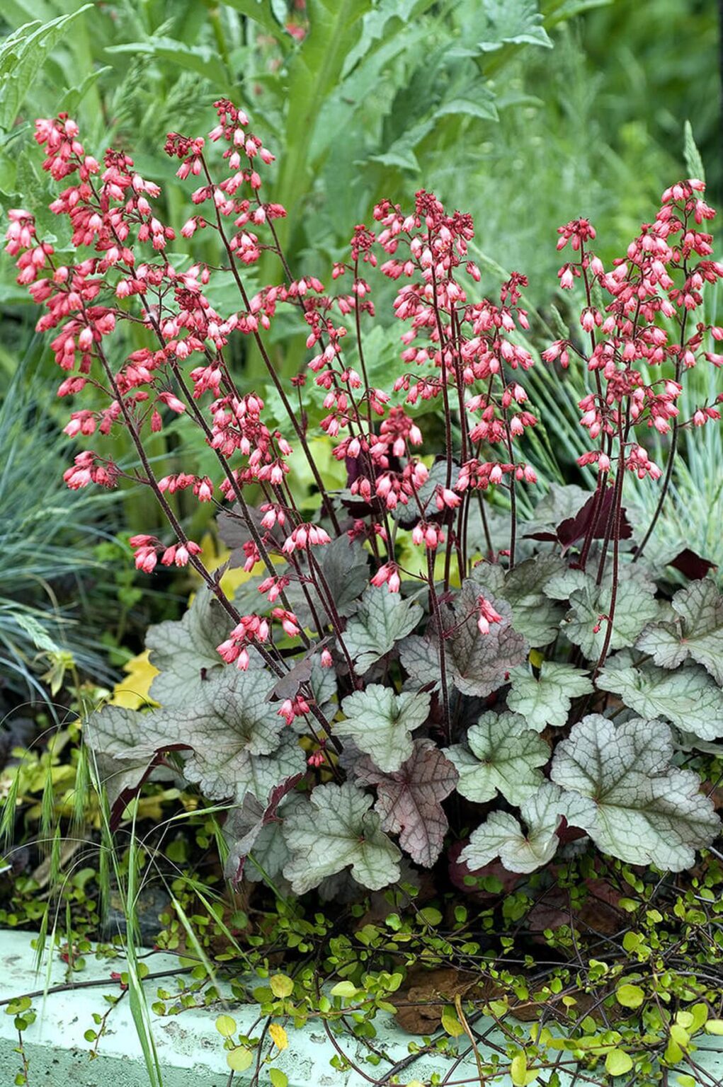 27 Eye-Catching Spring Flowers for Outdoor Beauty
