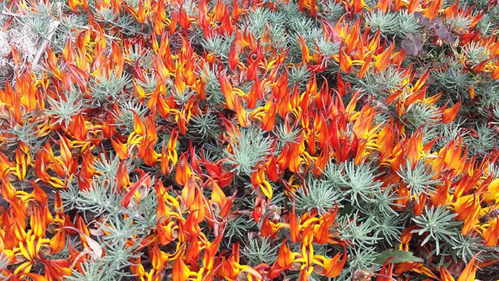 25 Eye-Catching Red Flowers to Brighten Your Garden