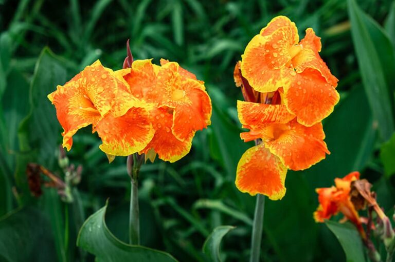 27 Unique Bulb Flowers for Standout Gardens