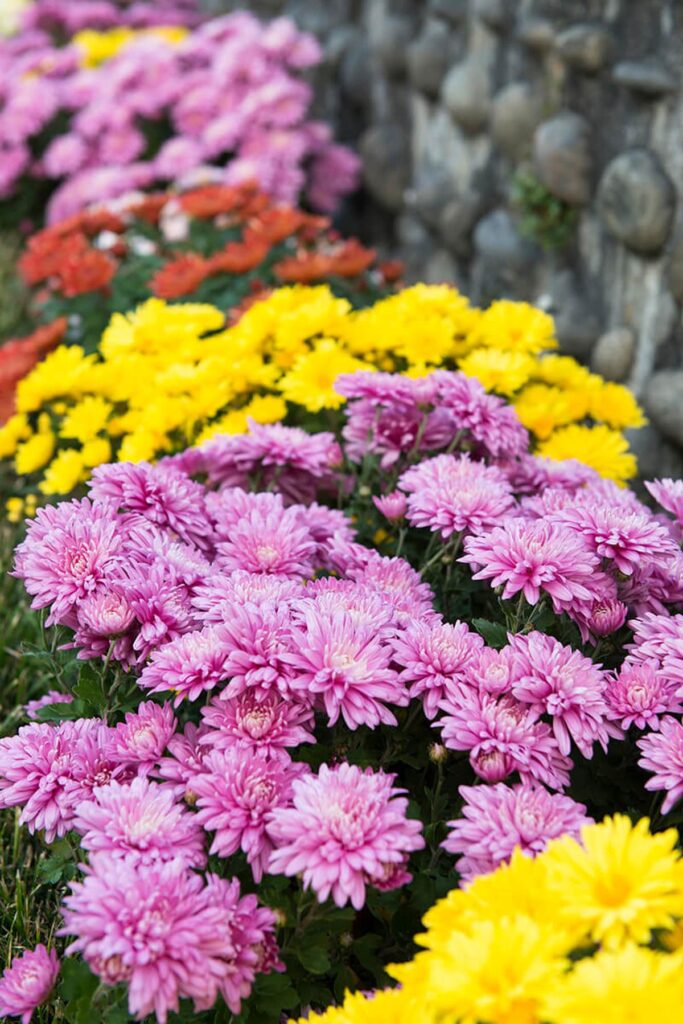27 Radiant Rainbow Flowers to Brighten Your Garden