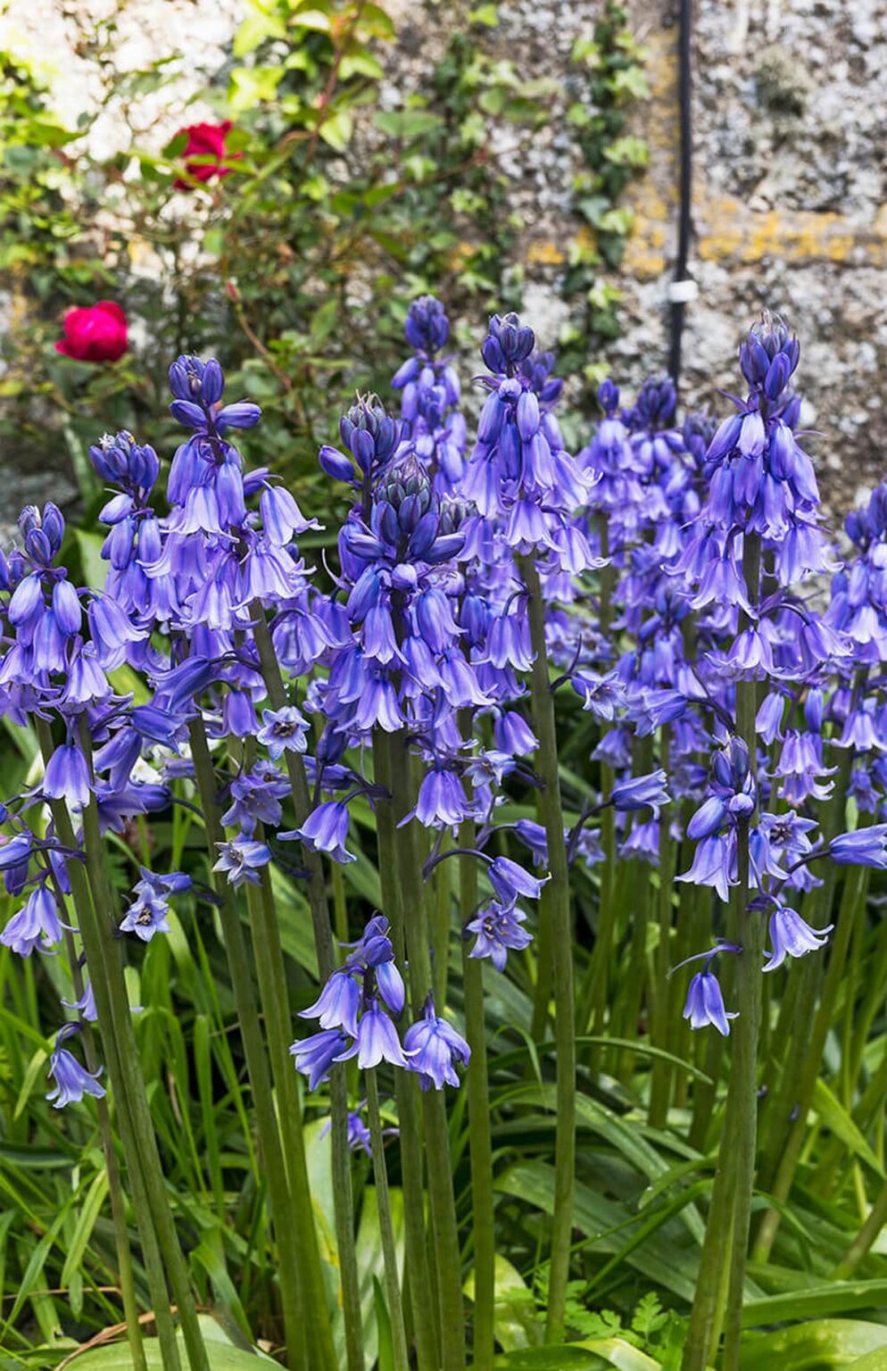 20 Beautiful Flowers for a Vibrant Garden Makeover