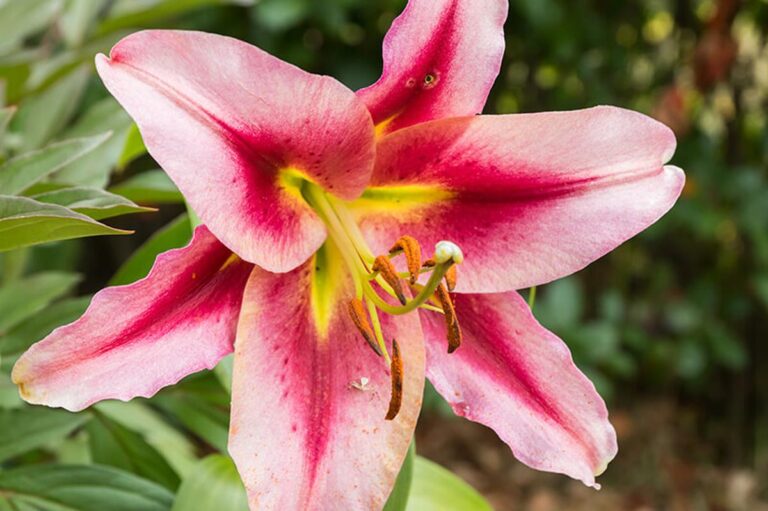 27 Gorgeous Lily Varieties to Elevate Your Garden’s Beauty