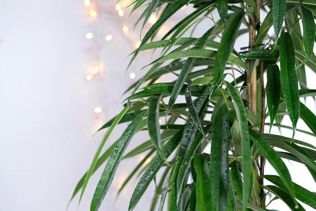 16 Shade-Tolerant Trees to Green Up Your Indoor Space