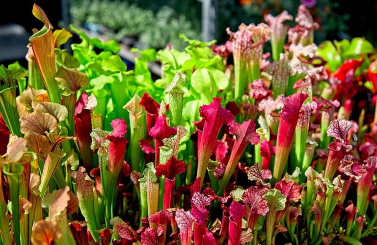 25 Eye-Catching Red Flowers to Brighten Your Garden