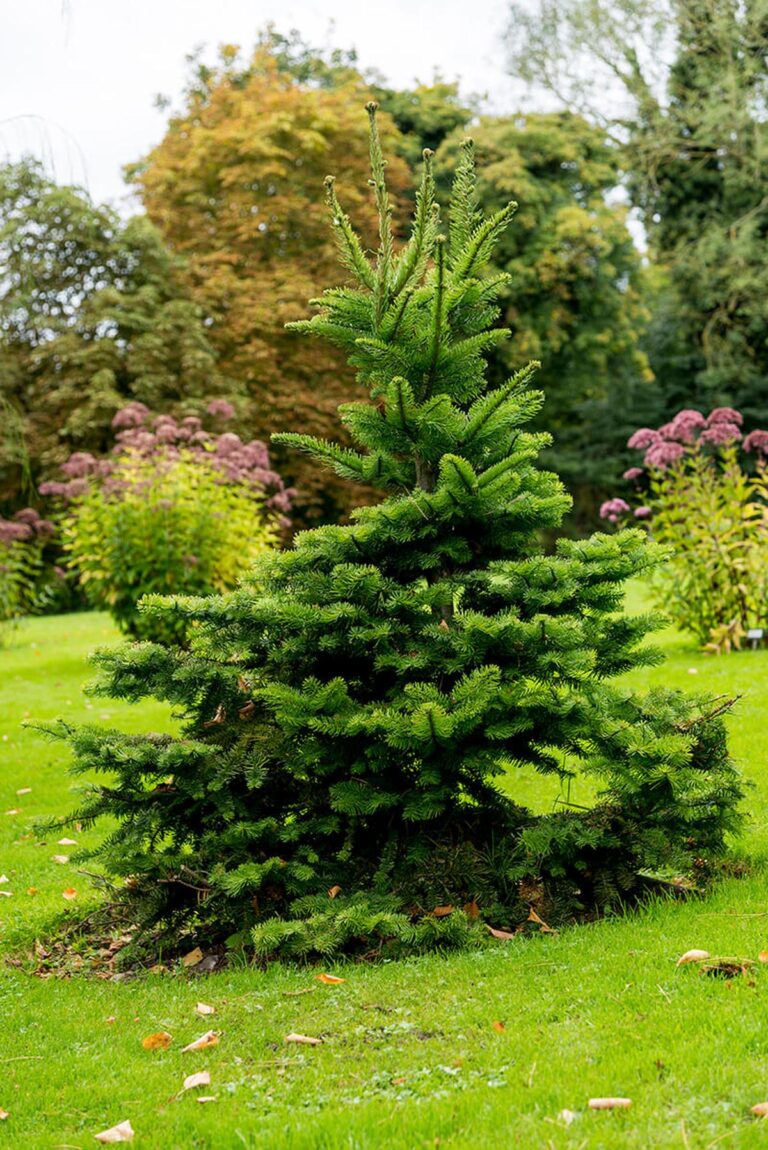28 Top Types of Evergreen Trees