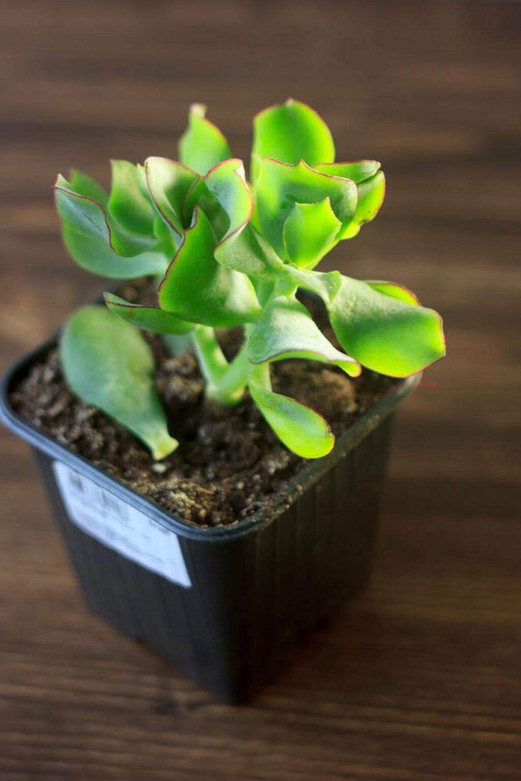 13 Exotic Jade Plant Varieties You Need to Know