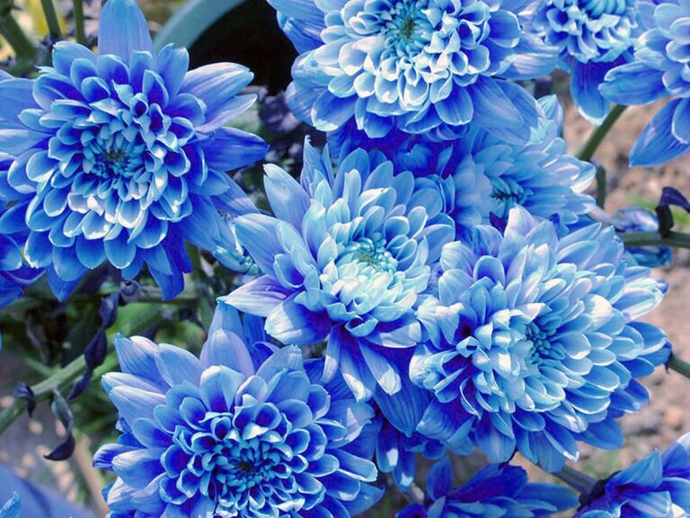 27 Enchanting Blue Flowers to Add Elegance and Charm to Your Garden