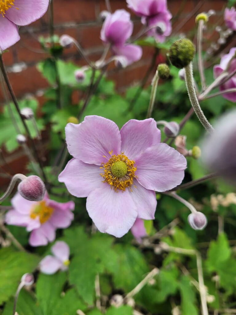 27 Best Pink Flowers to Transform Your Garden
