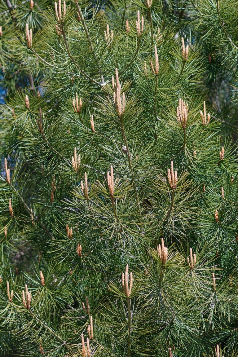 38 Types of Pine Trees for Majestic Landscaping