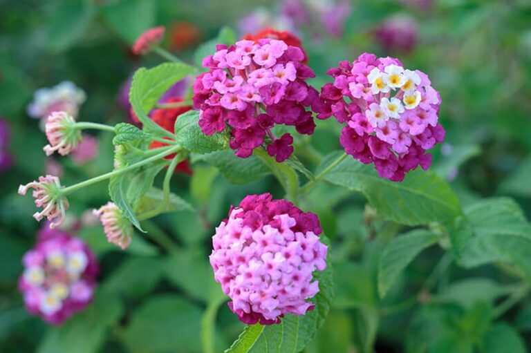 27 Exotic Poisonous Flowers for a Bold Garden Look