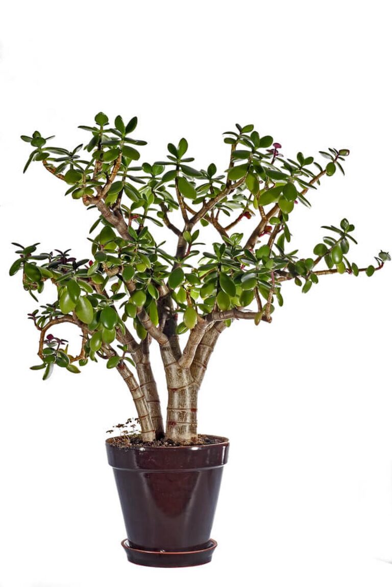 13 Exotic Jade Plant Varieties You Need to Know