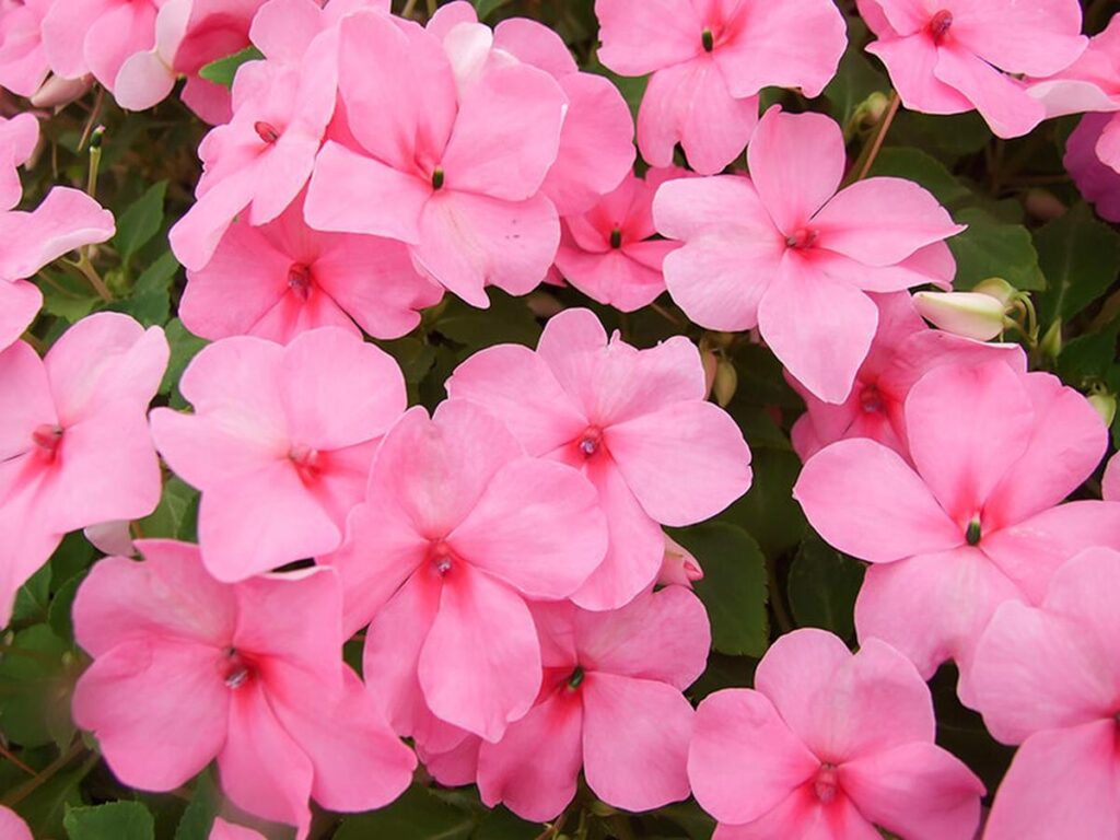27 Best Pink Flowers to Transform Your Garden